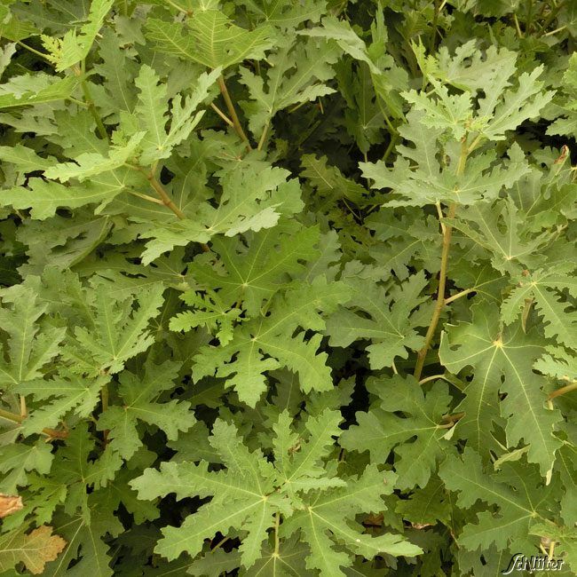 Feige 'Ice Crystal' - Ficus carica kaufen