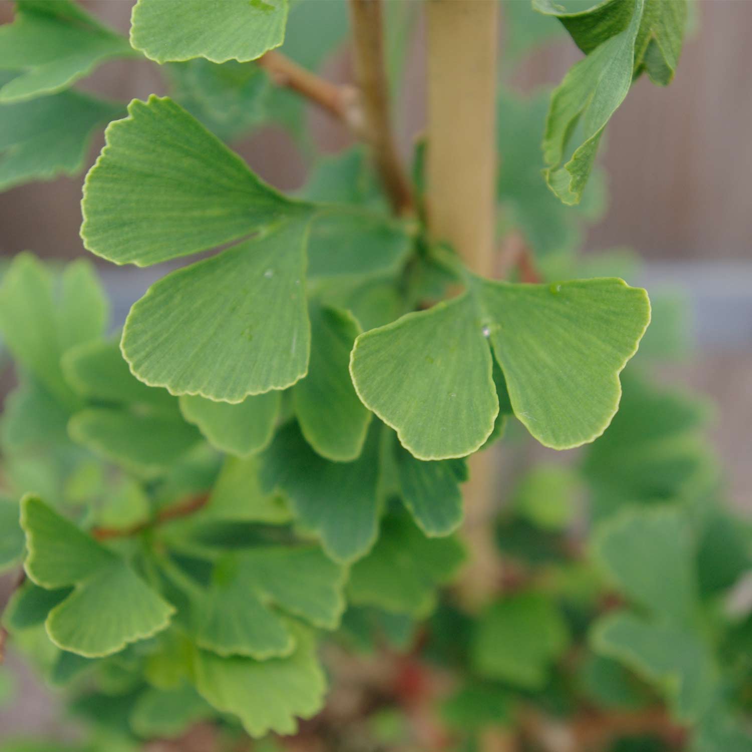 Zwerg-Fächerblattbaum 'Little Emperor' kaufen