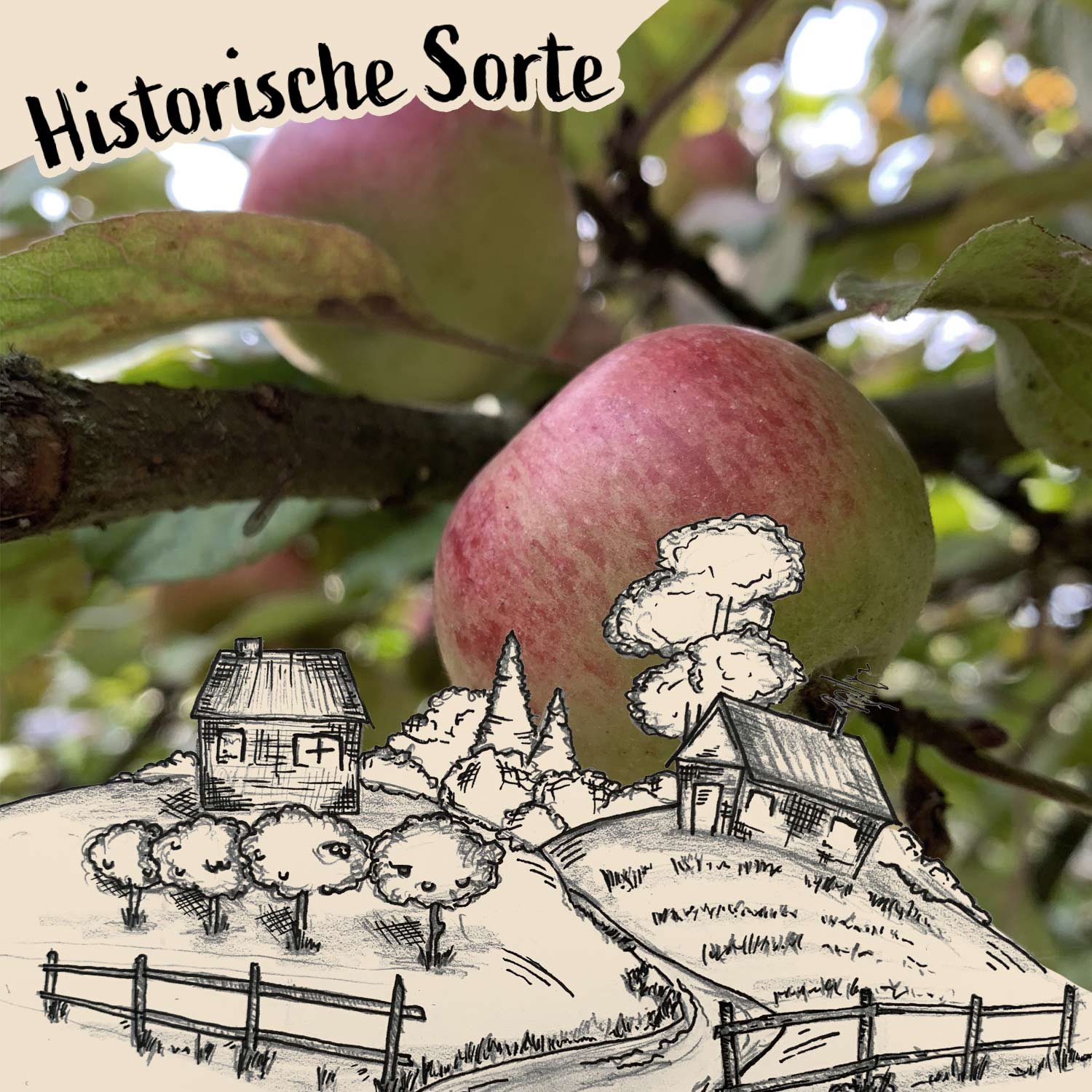 Apfel 'Prinz Albrecht von Preußen' - Herbstapfel kaufen