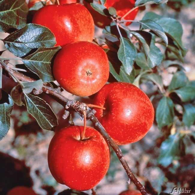 Zwerg-Apfel 'Reanda®' GEVO - Malus 'Reanda®' kaufen
