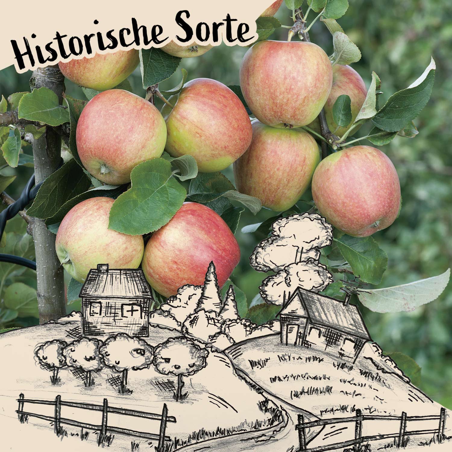 Herbstapfel 'Dithmarscher Paradiesapfel' kaufen
