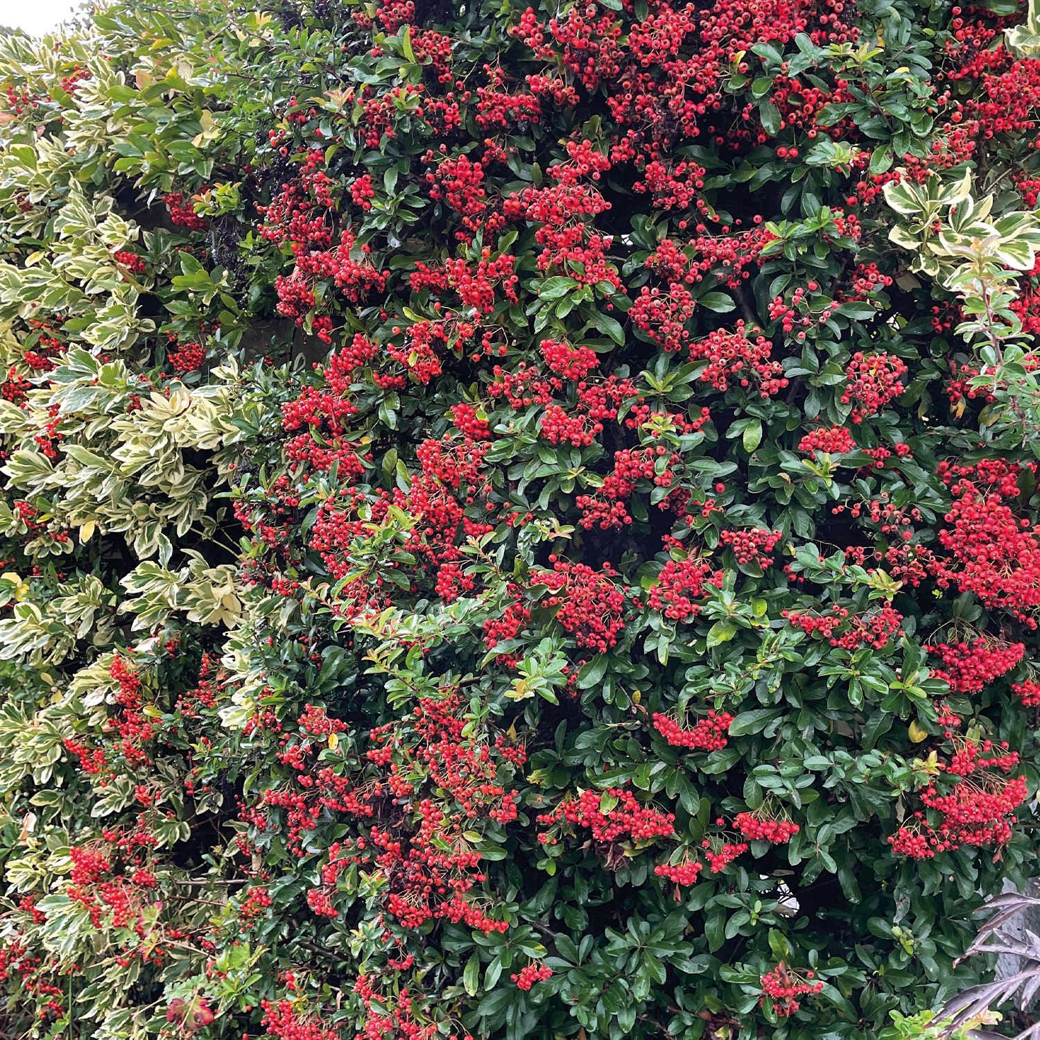 Feuerdorn 'Red Column' - Pyracantha 'Red kaufen