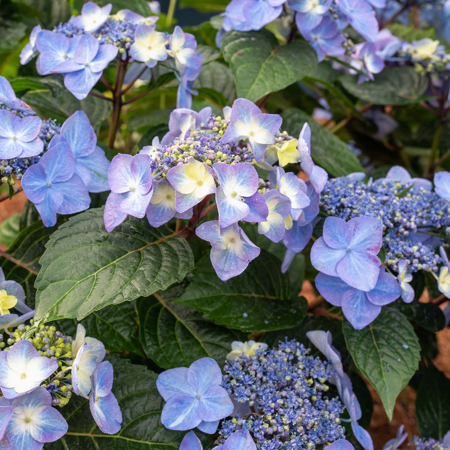 Hortensie 'Endless Summer® Pop Star®' kaufen