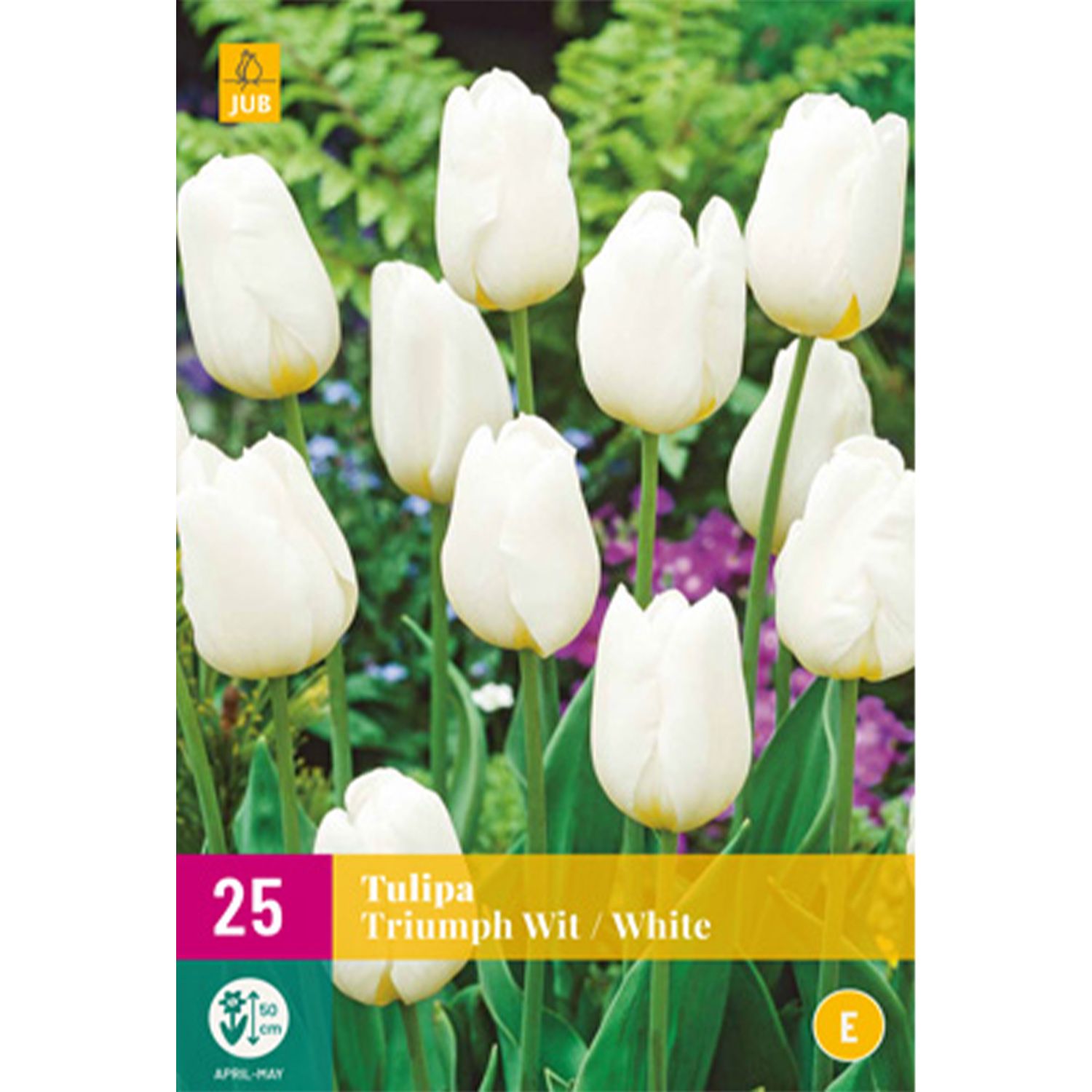 Triumph-Tulpen 'Weiß' ab 25 Stück - Tulipa kaufen