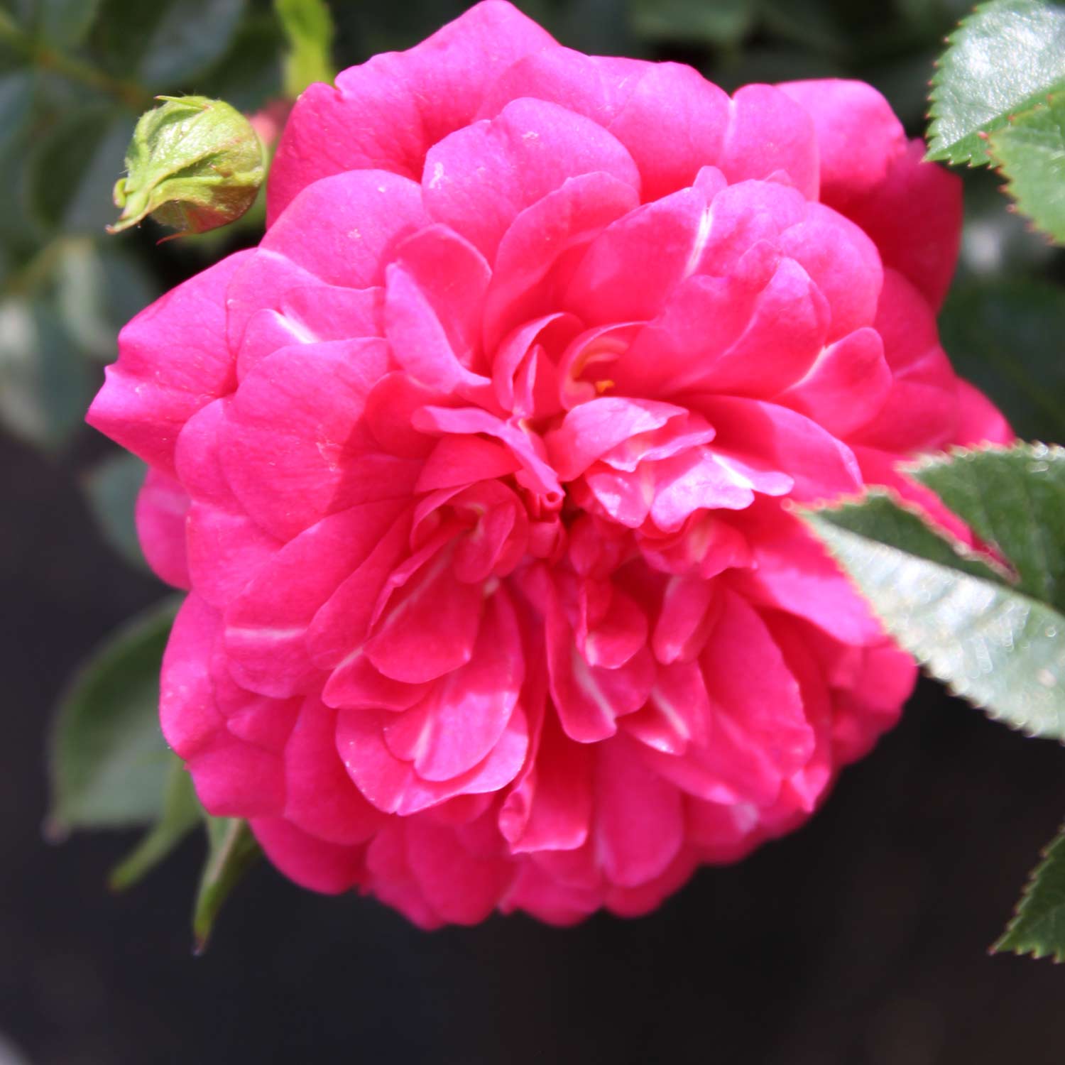 Bodendeckerrose 'Knirps®' ADR-Rose - kaufen