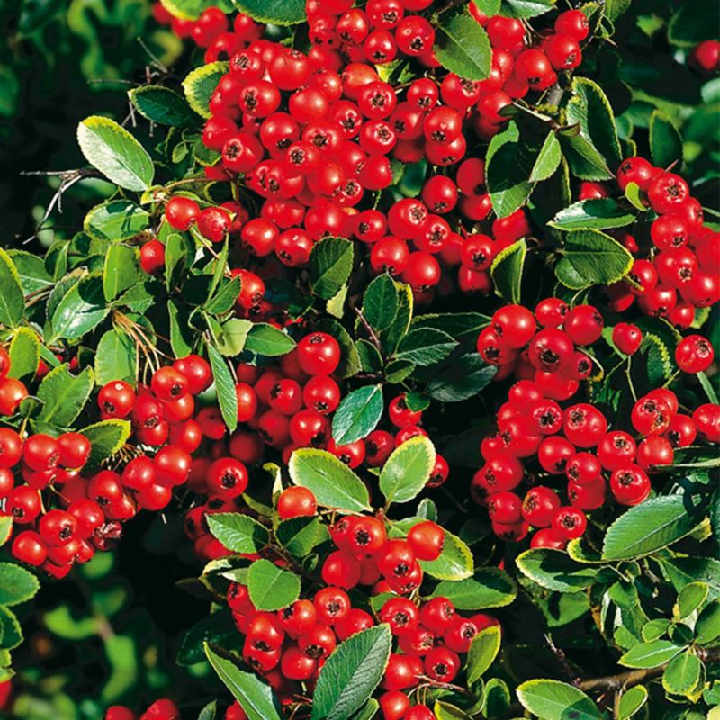 Luxus Feuerdorn Pyracantha Red Column Bilder