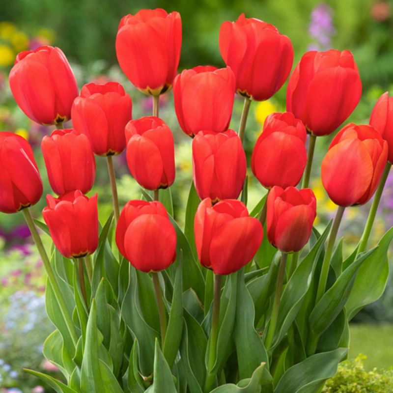 Triumph-Tulpen 'Rot' ab 20 Stück - Tulipa kaufen