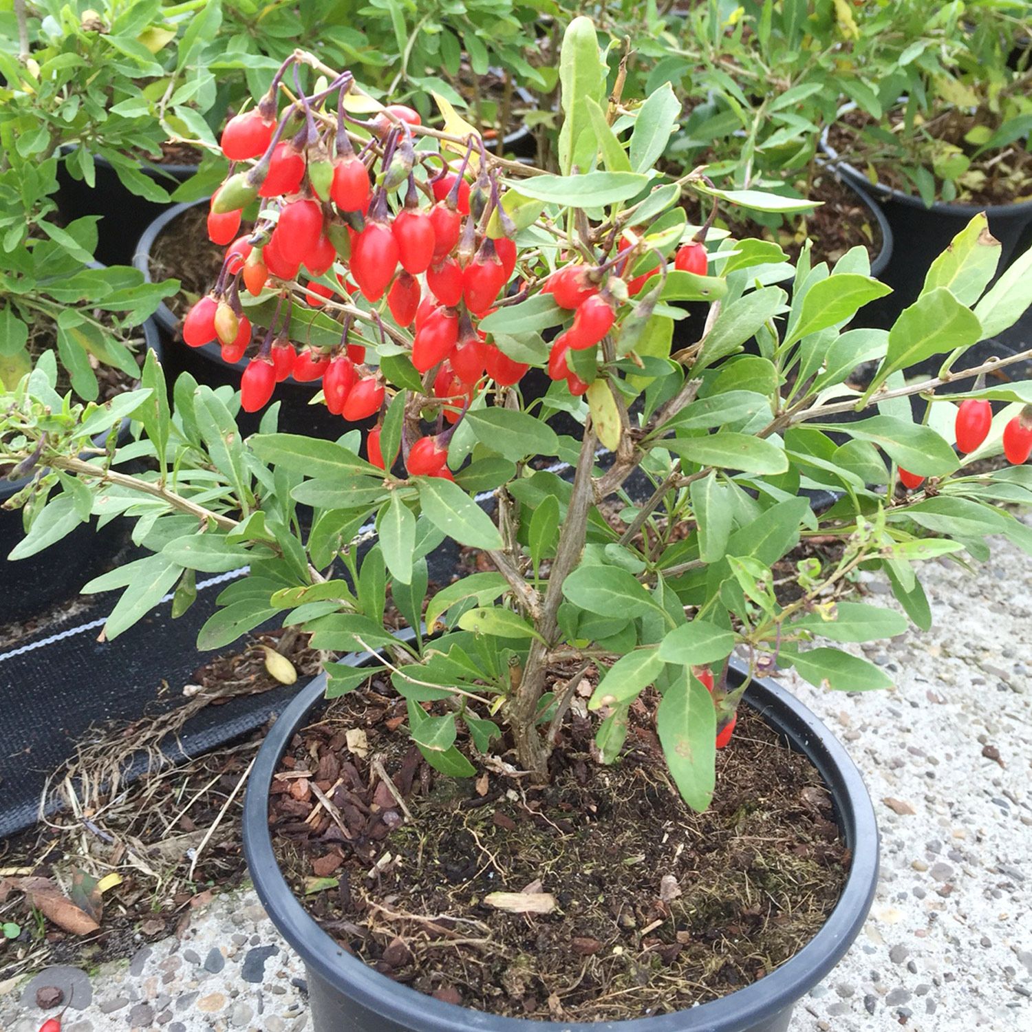 Goji Beere Pflanze Kaufen