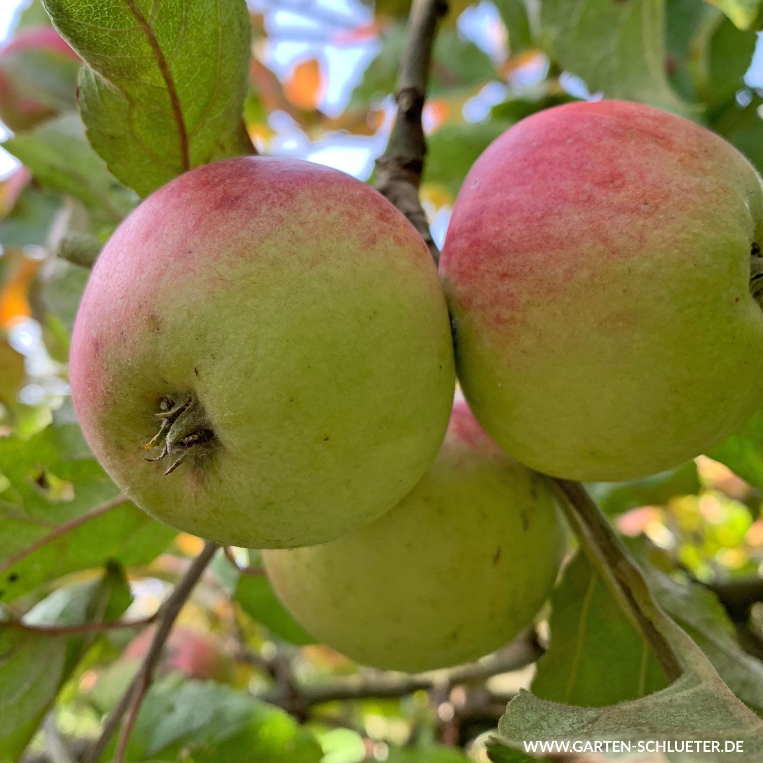 Apfel 'Prinz Albrecht von Preußen' - Herbstapfel kaufen