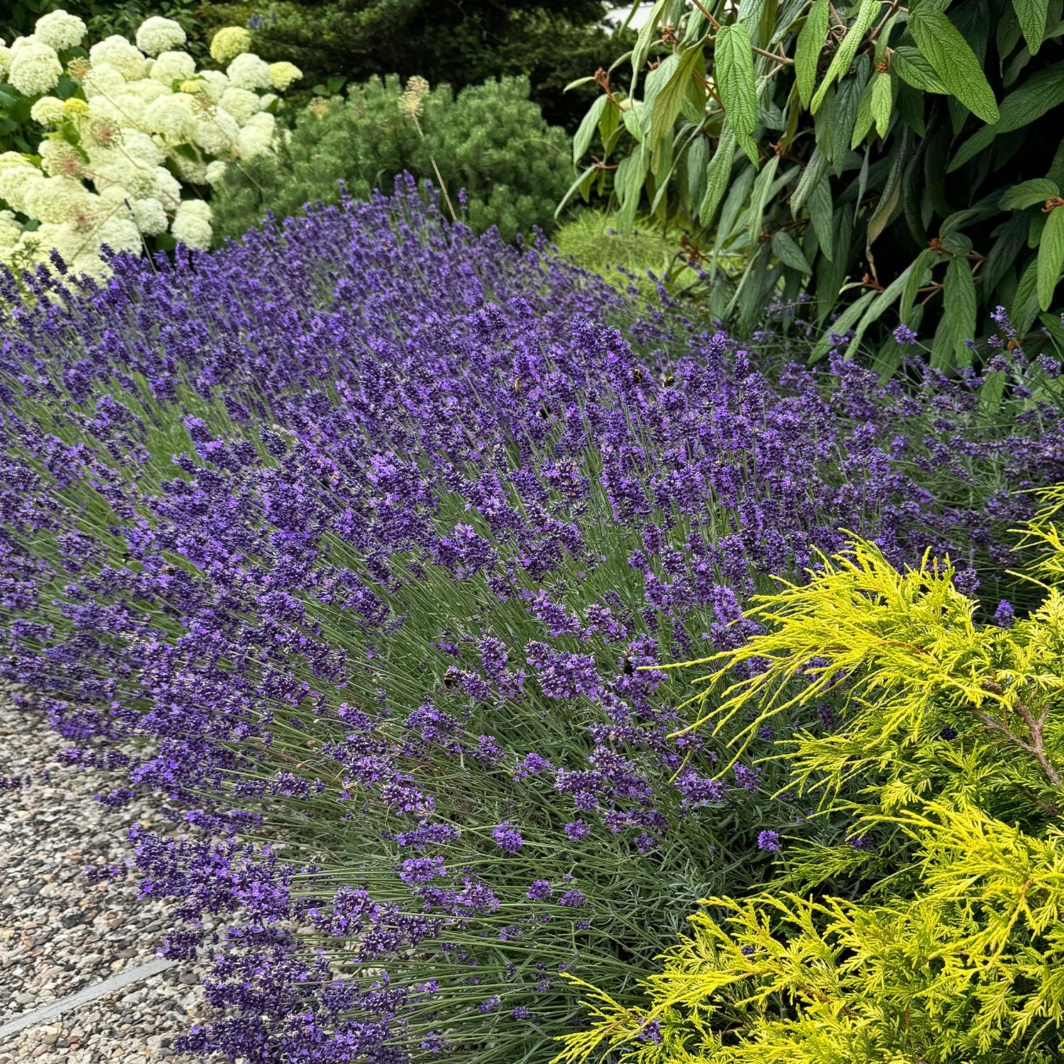 Faszinierend Lavendel Gunstig Kaufen Bilder